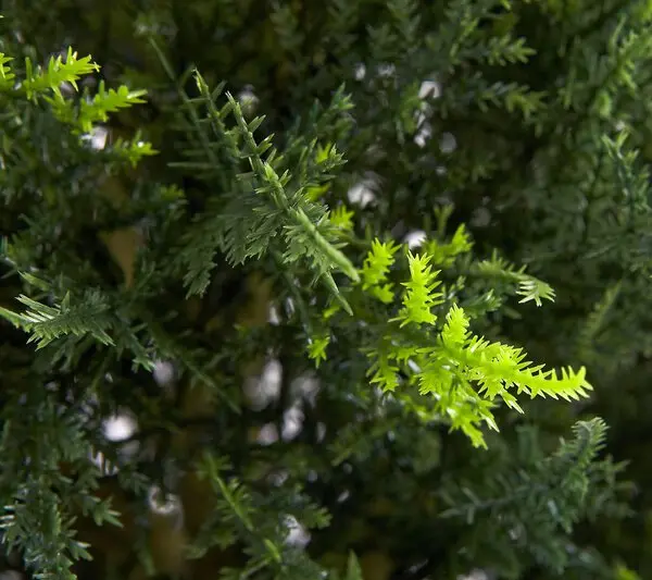 NEARLY NATURAL 4' Double-ball Cypress Topiary Nearly Natura L
