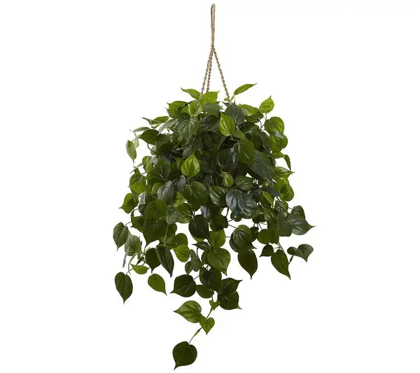NEARLY NATURAL Philodendron Hanging Basket By - One-color