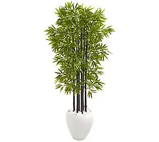 NEARLY NATURAL 5' Bamboo Tree In White Planter By - One-color