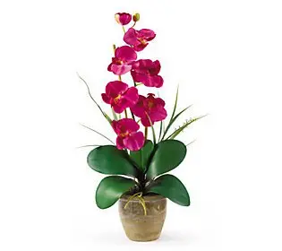 NEARLY NATURAL Phalaenopsis Orchid Flower Arrangement By - One-color