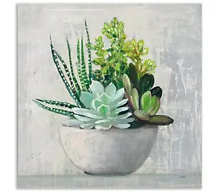 COURTSIDE MARKET Succulent Still Life Ii 16x16 Canvas Wall Art - One-color