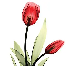 COURTSIDE MARKET The Contour Art Red Tulip 30x3 0 Decal - One-color