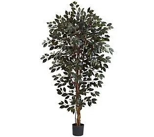 NEARLY NATURAL 6' Capensia Ficus Tree By - One-color