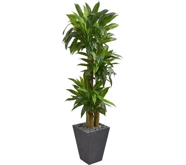 NEARLY NATURAL 5'6' Cornstalk Dracaena In Gray Planter Near Ly Natural - One-color