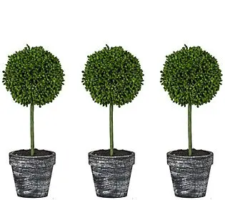 VALERIE PARR HILL Set Of 3 9.5' Boxwood Topiaries Valerie - One-color