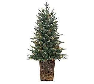STERLING 4'h Potted Nat Cut Blue Spruce With 100 Lights Y Co - One-color