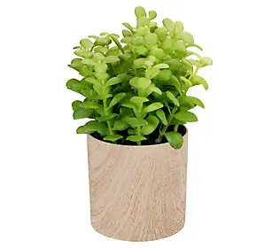 NORTHLIGHT 10' Artificial Privet Plant In Faux Ood Pot - One-color