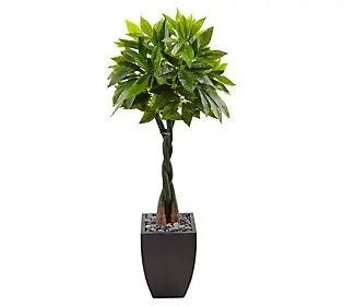 NEARLY NATURAL 5' Money Tree In Black Square Planter By - One-color