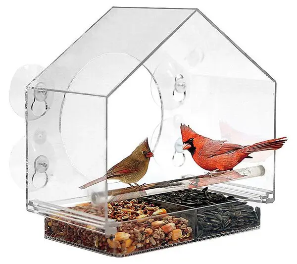 BACKYARD EXPRESSIONS Acrylic House Window Birdfeeder - One-color
