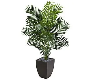 NEARLY NATURAL 5.5 Ft. Paradise Palm In Black Planter Nearl Y Natural - One-color