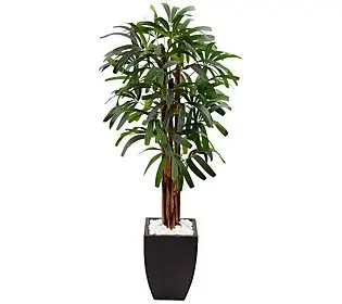 NEARLY NATURAL 5.5' Raphis Plam Tree In Black Planter Nearl Y Natural - One-color