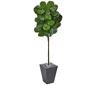 NEARLY NATURAL 6' Fiddle Leaf Potted Tree By - One-color