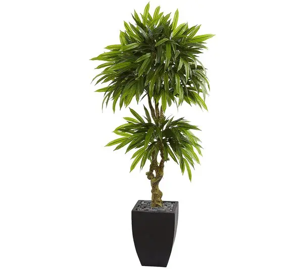 NEARLY NATURAL 5.5' Mango Tree In Black Wash Planter By - One-color