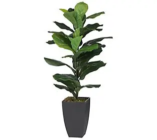 BARBARA KING Potted Fiddle-leaf 3' Fig Plant - One-color