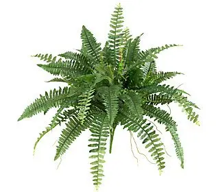 NEARLY NATURAL Set Of 2 Boston Ferns By - One-color