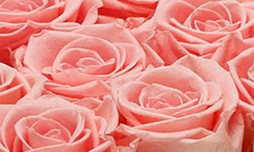 Venus Et Fleur Classic Small Square Eternity Roses - Pink