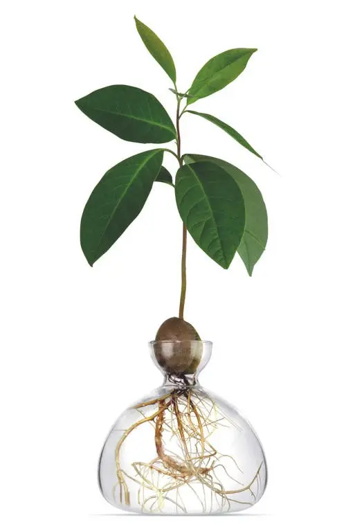 ILEX STUDIO Avocado Vase - Clear