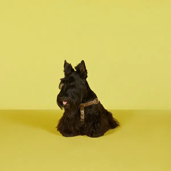 Gucci Small/medium Pet Harness