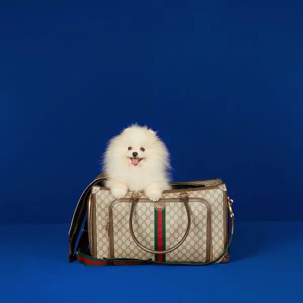 Gucci Pet Carrier With Web