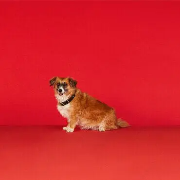 Gucci Pet Collar