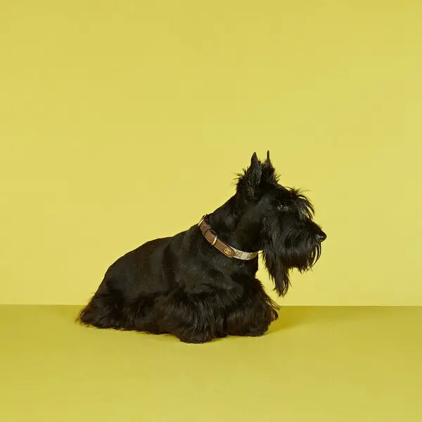 Gucci Pet Collar