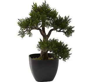 NEARLY NATURAL 15' Cedar Bonsai By - One-color