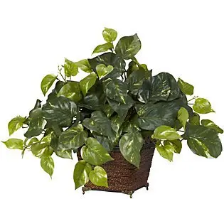 NEARLY NATURAL Pothos With Coiled Rope Planter By - One-color
