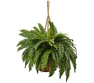 NEARLY NATURAL Boston Fern Hanging Basket By - One-color