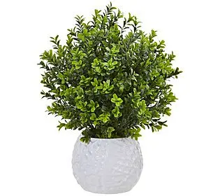 NEARLY NATURAL Boxwood In White Vase By - One-color