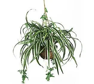 NEARLY NATURAL Spider Hanging Basket Silk Plant Nearly Natu Ral - One-color