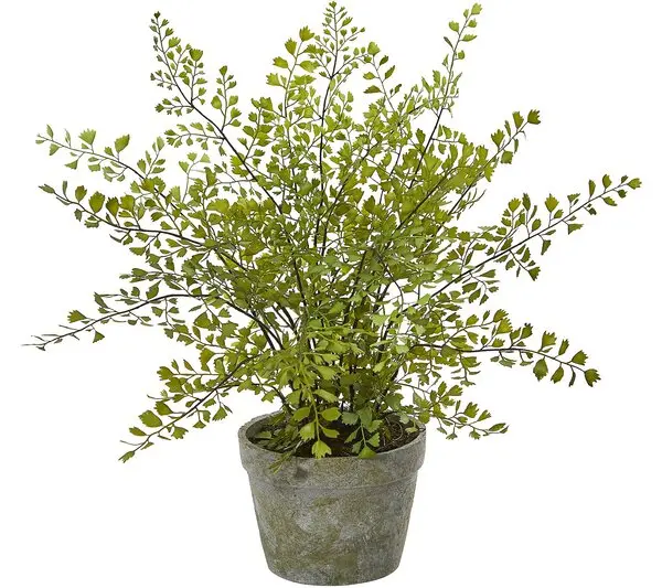 NEARLY NATURAL Maiden Hair Plant In Decorative Planter Near Ly Natural - One-color