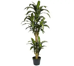NEARLY NATURAL 5' Yucca Silk Plant By - One-color