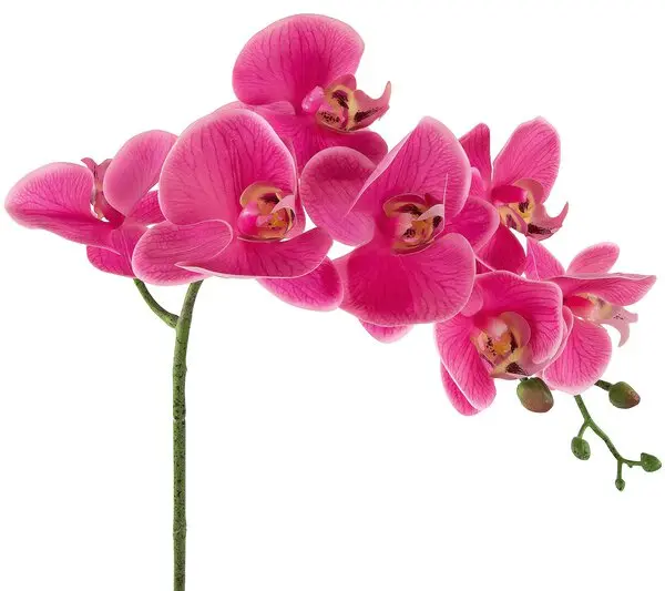 NORTHLIGHT Real Touch Pink Artificial Orchids I N Ceramic Pot