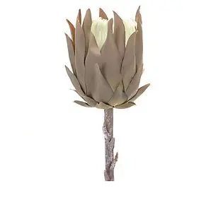 MELROSE Protea Floral Stem 20'h