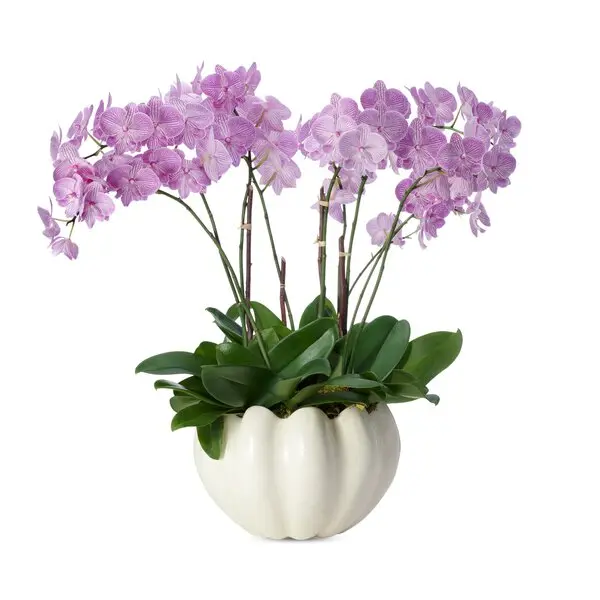 Aerin Mirabelle Cachepot