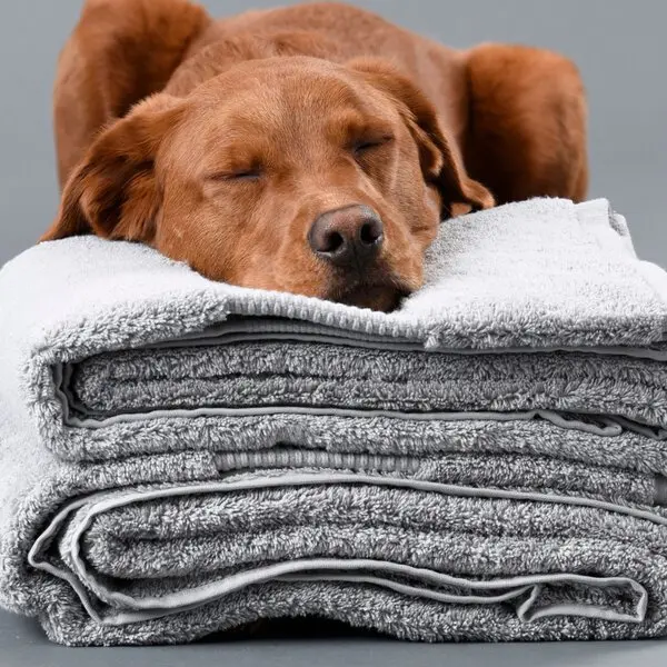 DELILAH HOME Organic Cotton Towels, Set Of 3 - Ivory
