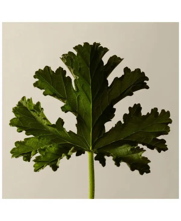 Aesop Geranium Leaf Body Scrub 6.1 Oz - No Color