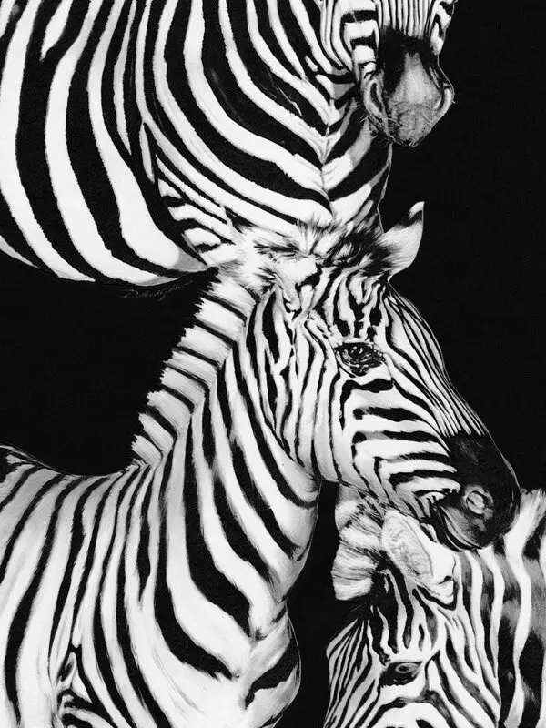 Dolce & Gabbana Zebra-print Wallpaper