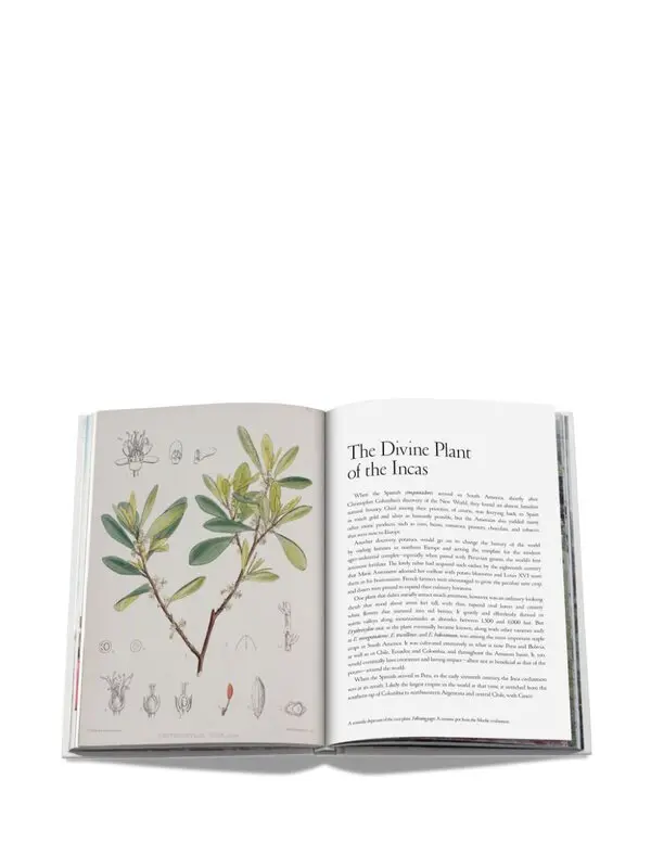Assouline Cocaïn: History & Culture