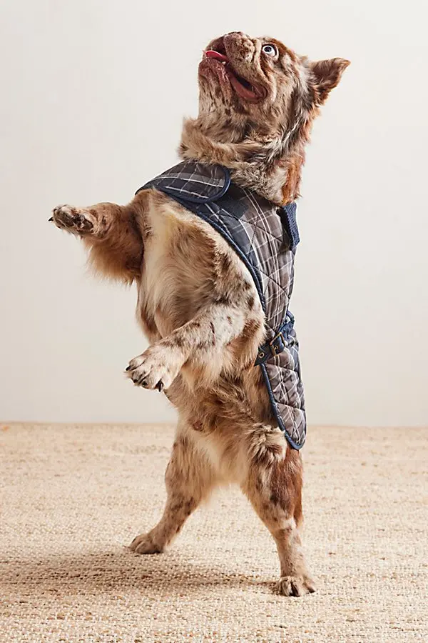 Barbour Tartan Dog Coat - Midnight Oak