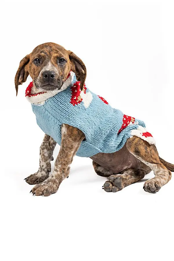 CHILLY DOG Mushroom Dog Sweater