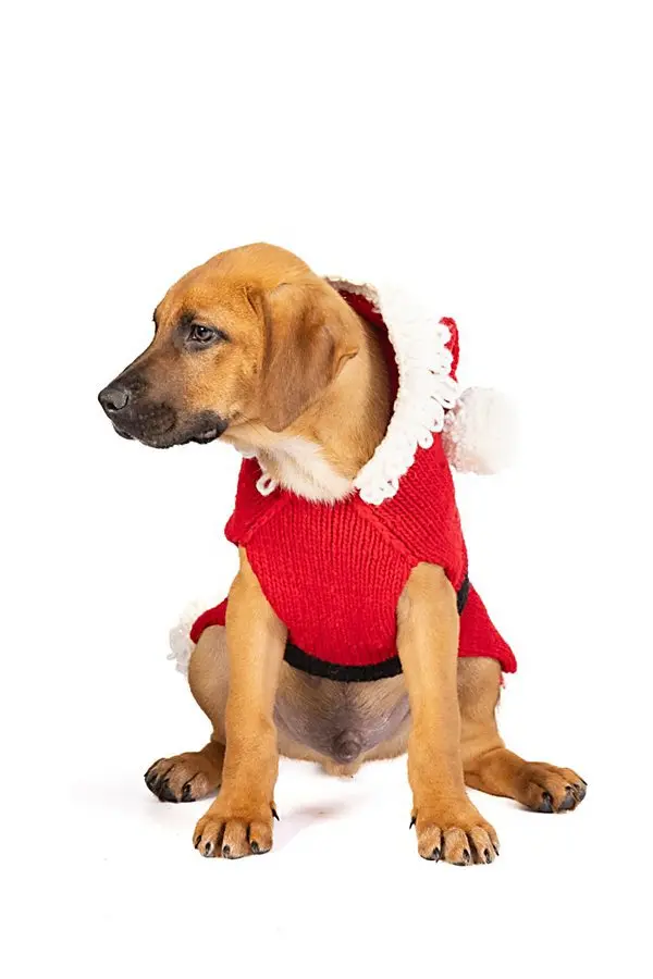CHILLY DOG Santa Dog Sweater