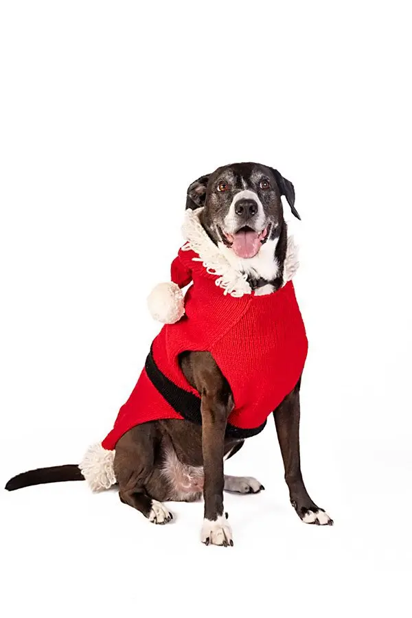 CHILLY DOG Santa Dog Sweater
