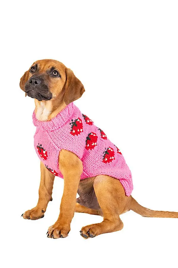 CHILLY DOG Strawberry Dog Sweater