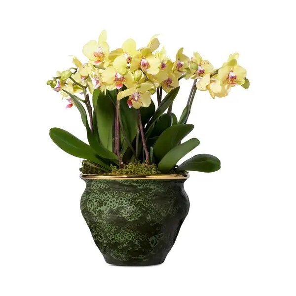 Aerin Rimara Cachepot