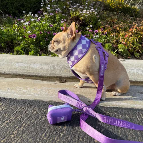 FRENCHIE Comfort Leash - La Purple