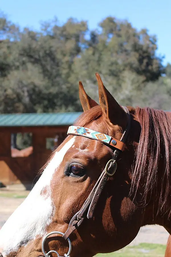 SAMBBOHO Horse Browband