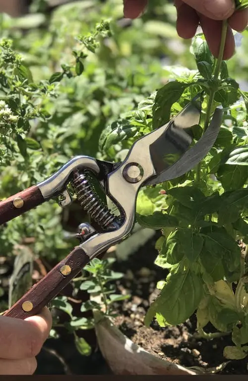 VERVE CULTURE Thai Kitchen & Garden Shears