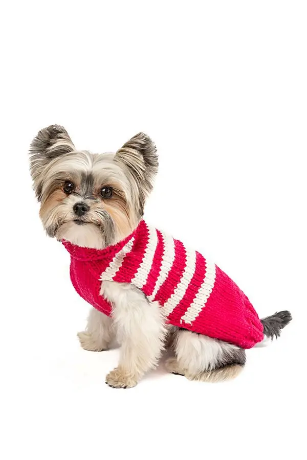 CHILLY DOG Katie Stripe Dog Sweater - White