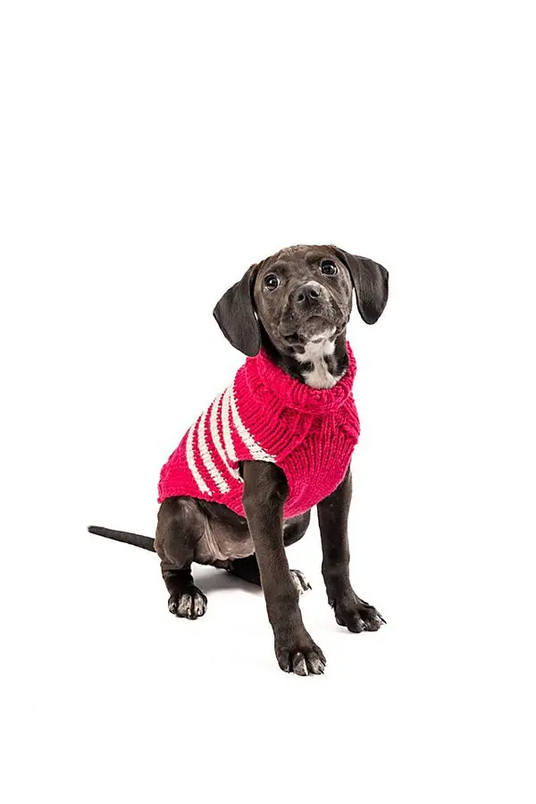 CHILLY DOG Striped Dog Sweater